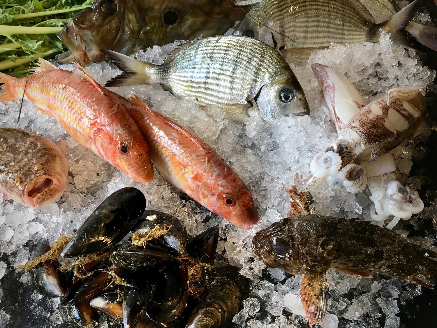 The Crescent Fish - Francesca Zani